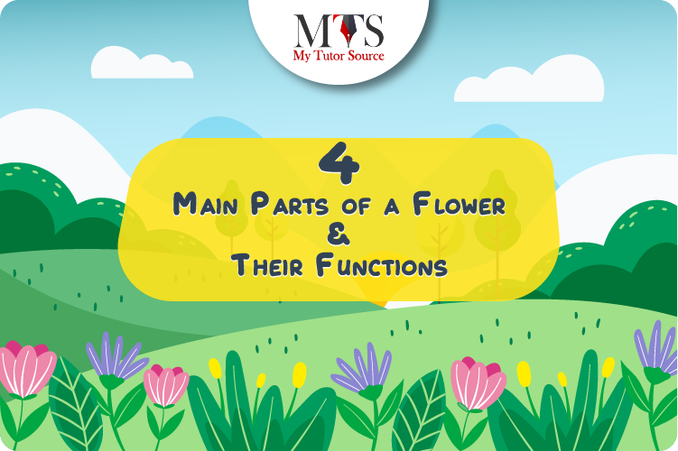 4 Main Parts Of A Flower And Their Functions