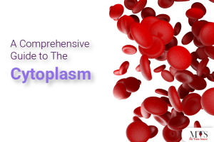 A Comprehensive Guide to The Cytoplasm | MTS Blog