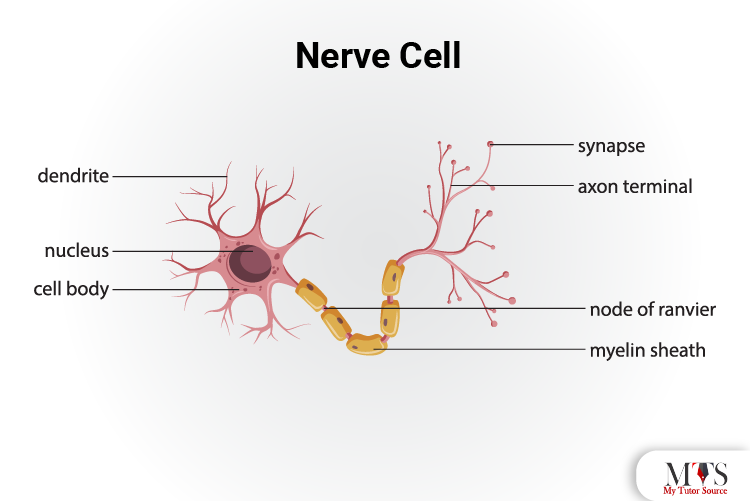 Types and Structure of Animal Cell | MTS Blog