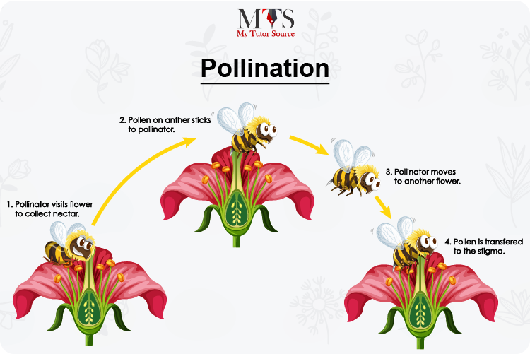 4 Main Parts of a Flower and Their Functions | MTS Blog