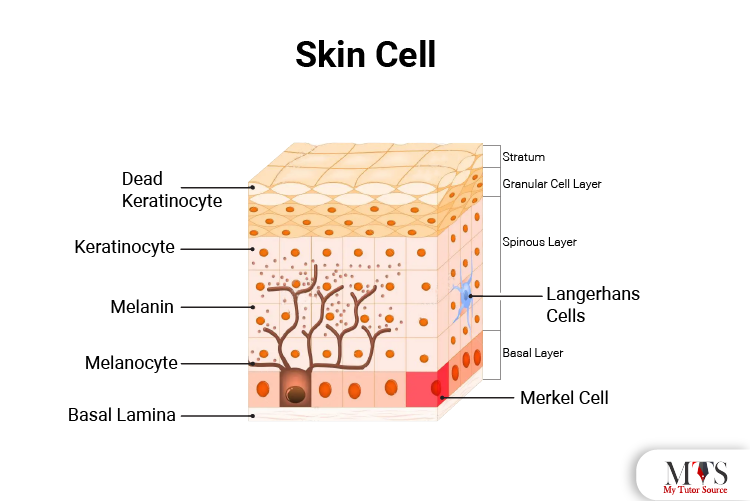 Types and Structure of Animal Cell | MTS Blog