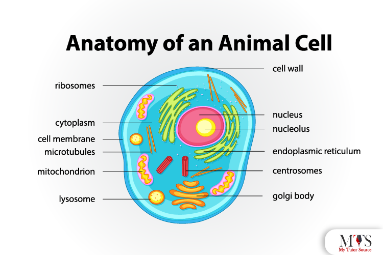 Types and Structure of Animal Cell | MTS Blog