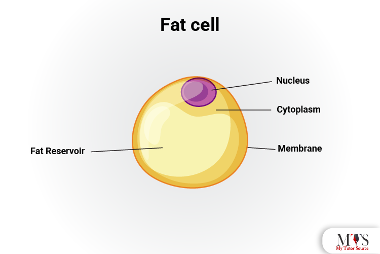 Types and Structure of Animal Cell | MTS Blog