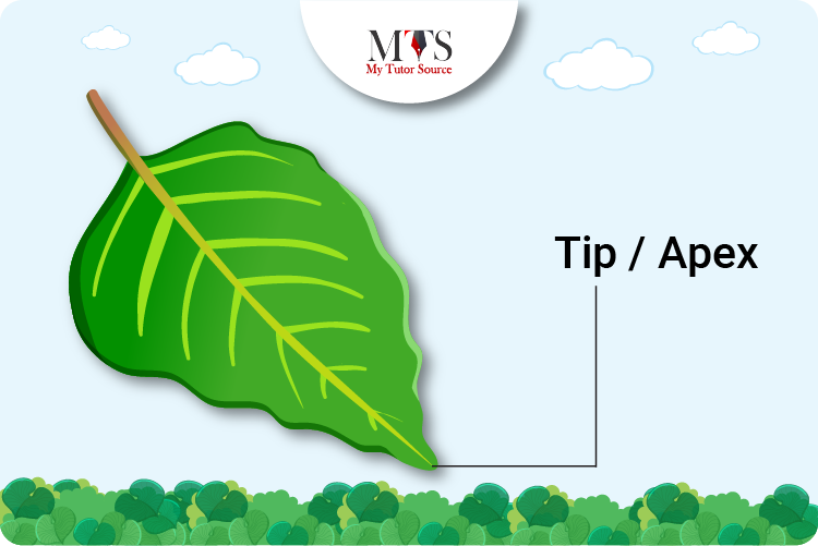 Parts Of A Leaf And Their Life Saving Functions