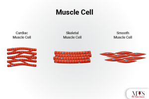 Types and Structure of Animal Cell
