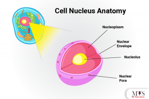 Types and Structure of Animal Cell